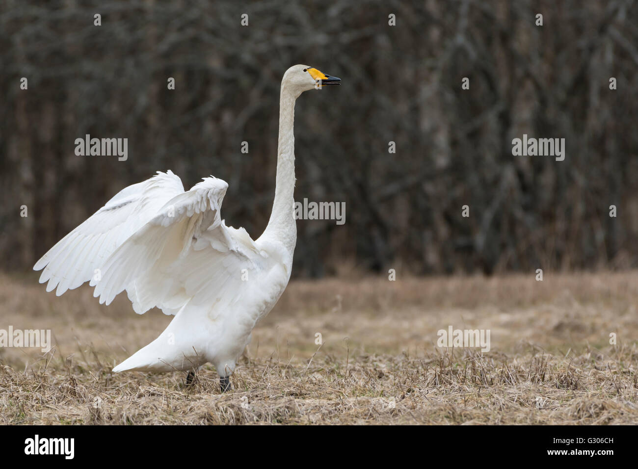 Whooper swan (Cygnus cygnus Stock Photo - Alamy