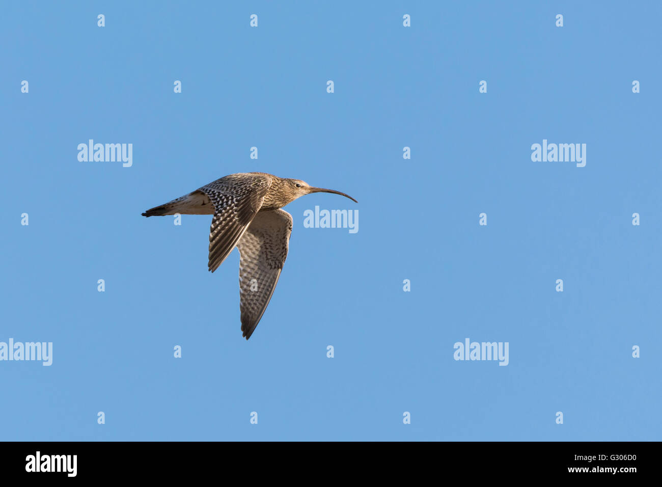 Curlew in flight hi-res stock photography and images - Alamy