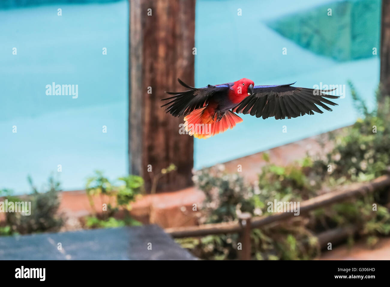 Female Red-sided Eclectus Parrot Stock Photo - Alamy