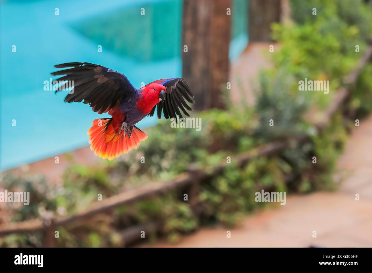 Female Red-sided Eclectus Parrot Stock Photo - Alamy