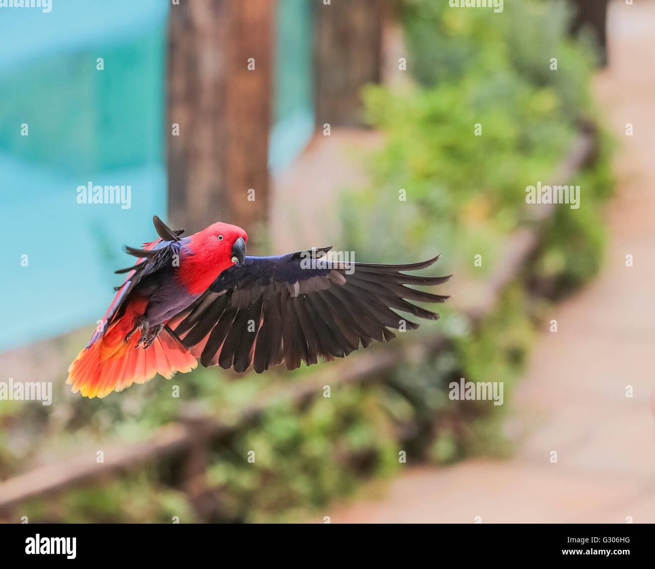 Female Red-sided Eclectus Parrot Stock Photo - Alamy