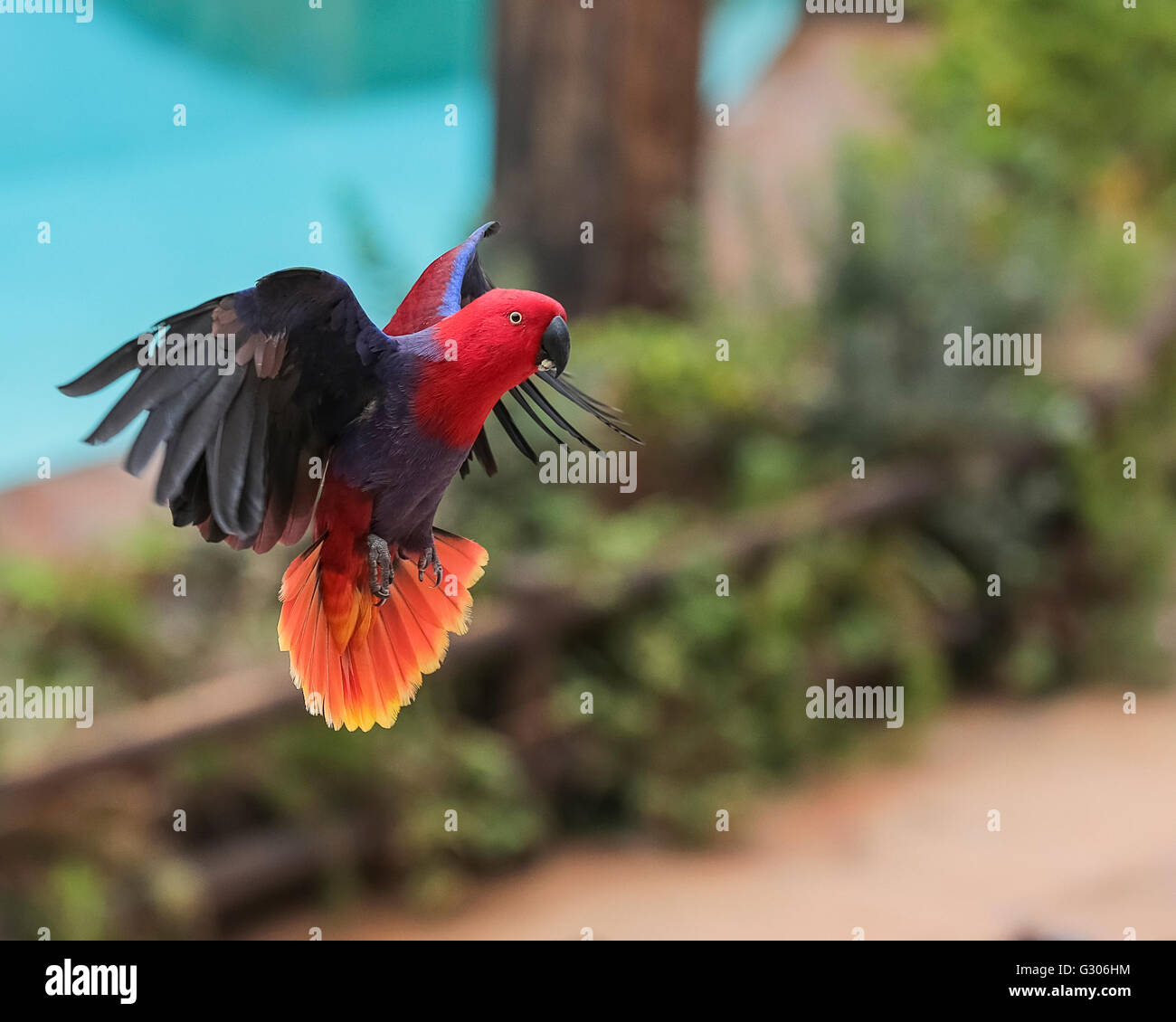 Female Red-sided Eclectus Parrot Stock Photo - Alamy