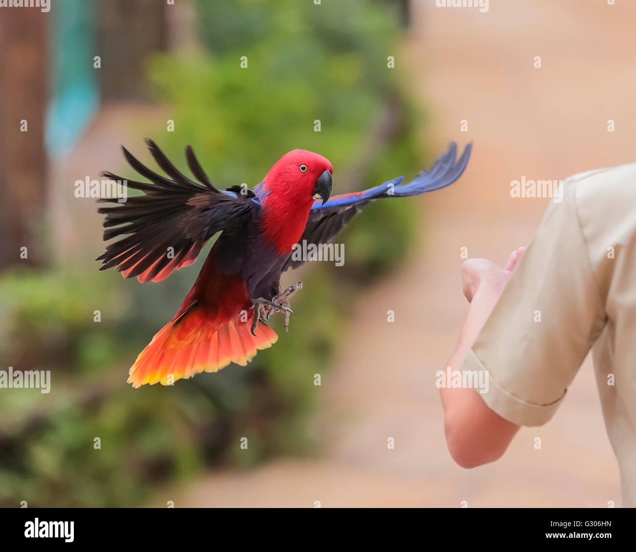 Eclectus polychloros hi-res stock photography and images - Alamy