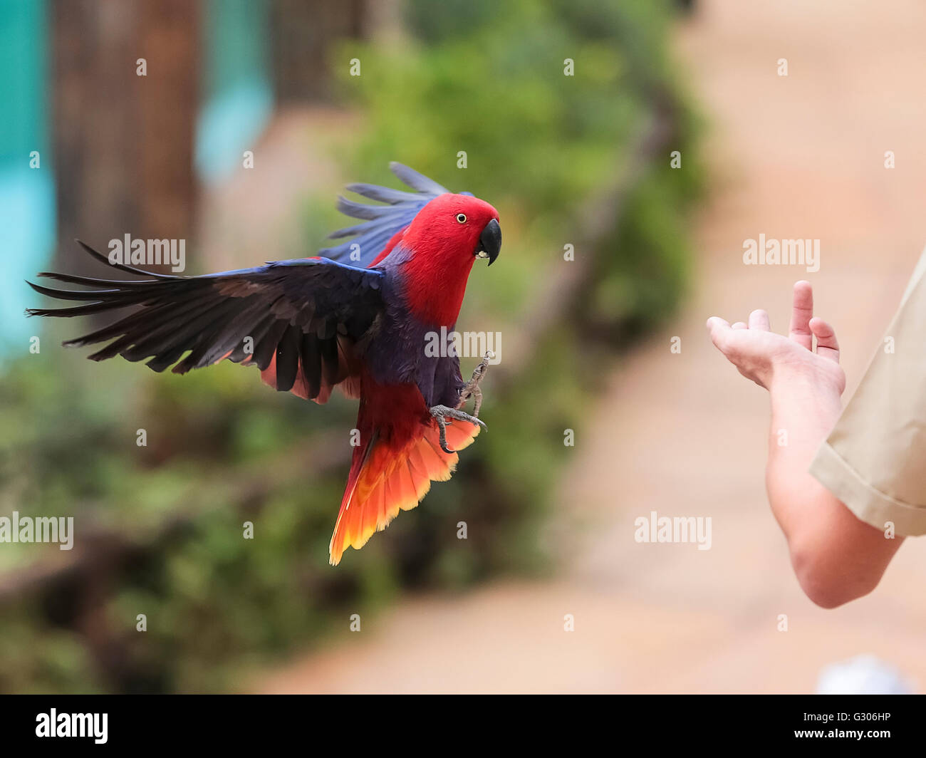 Female Red-sided Eclectus Parrot Stock Photo - Alamy