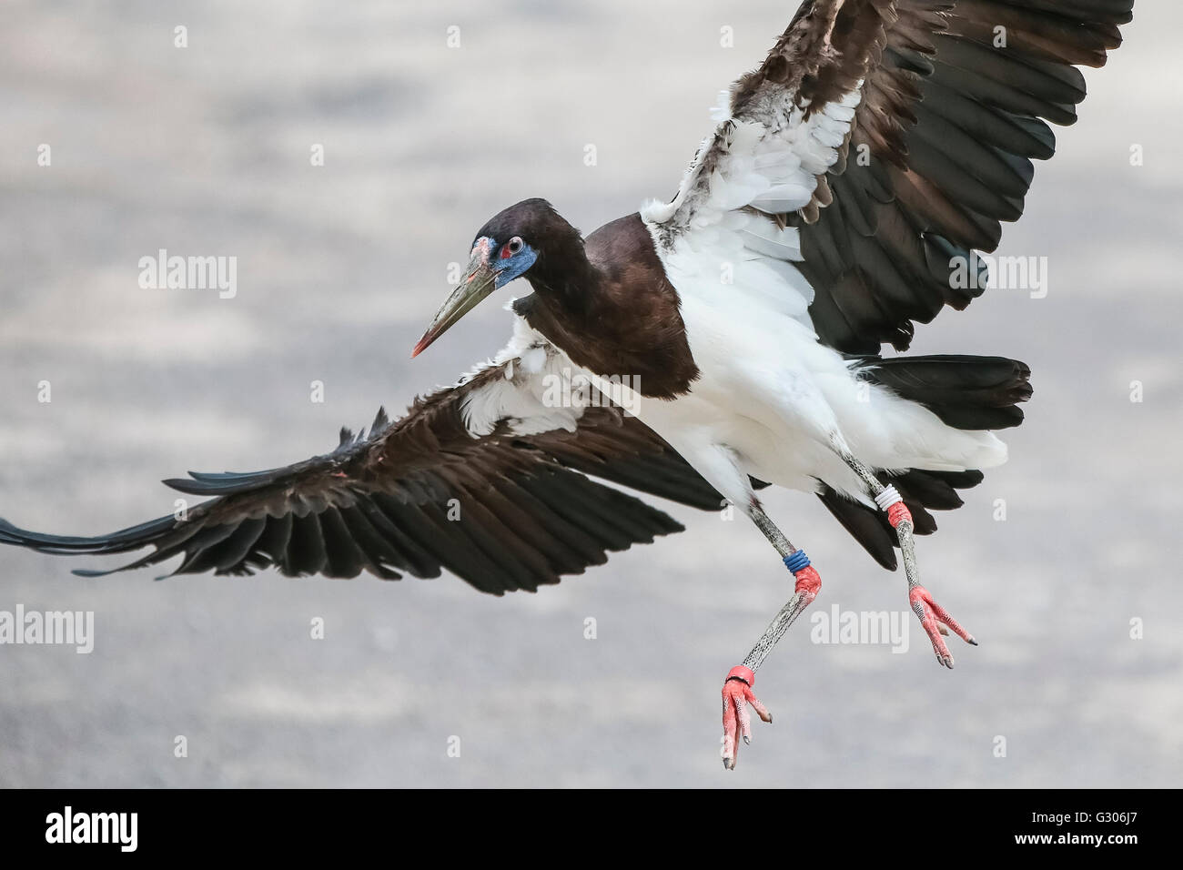 Tri color bird hi-res stock photography and images - Alamy