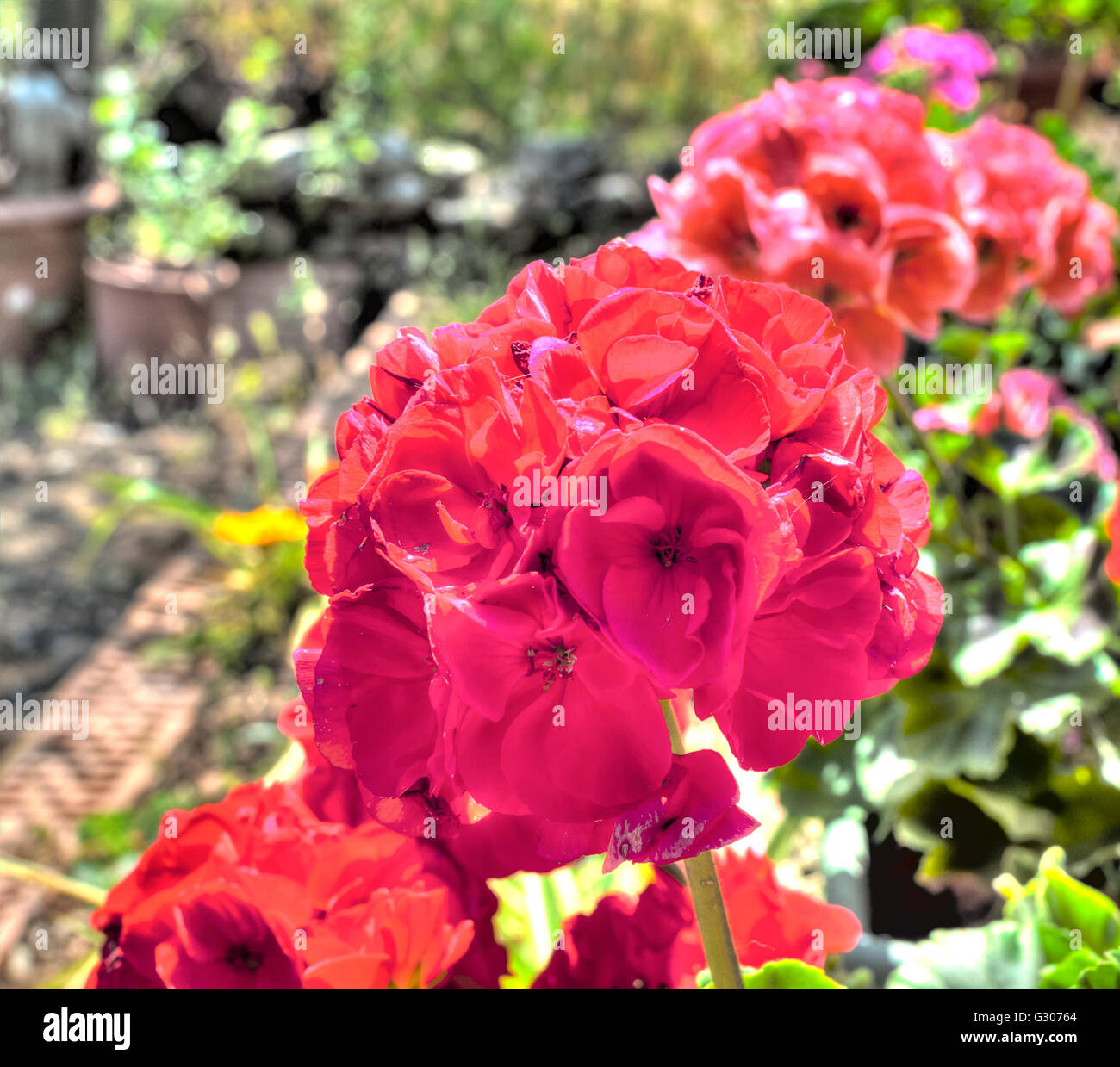 Un garden hi-res stock photography and images - Alamy