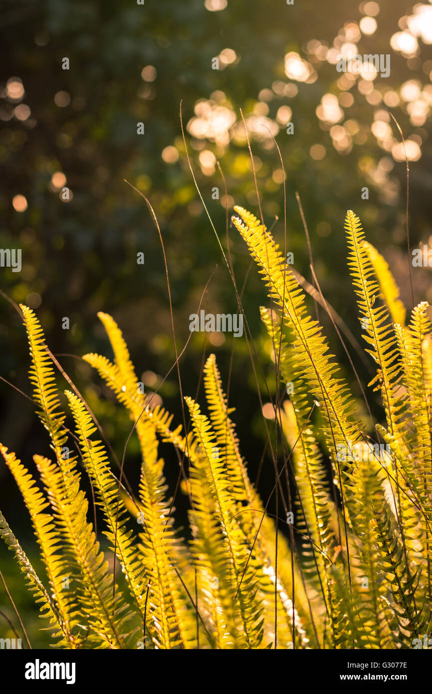 Leaf flora sunny hi-res stock photography and images - Alamy