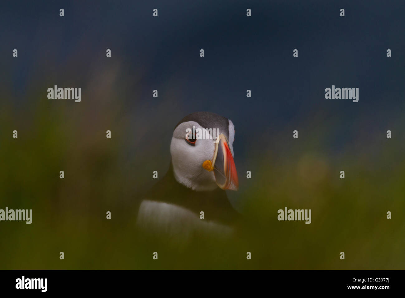Puffin at sea hi-res stock photography and images - Alamy