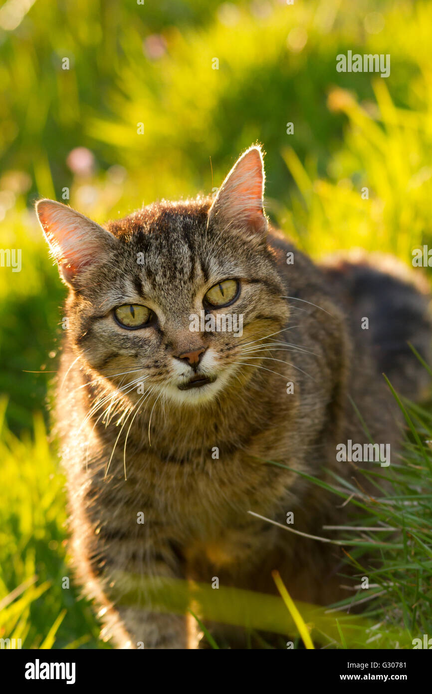 Happy tabby feline hi-res stock photography and images - Alamy