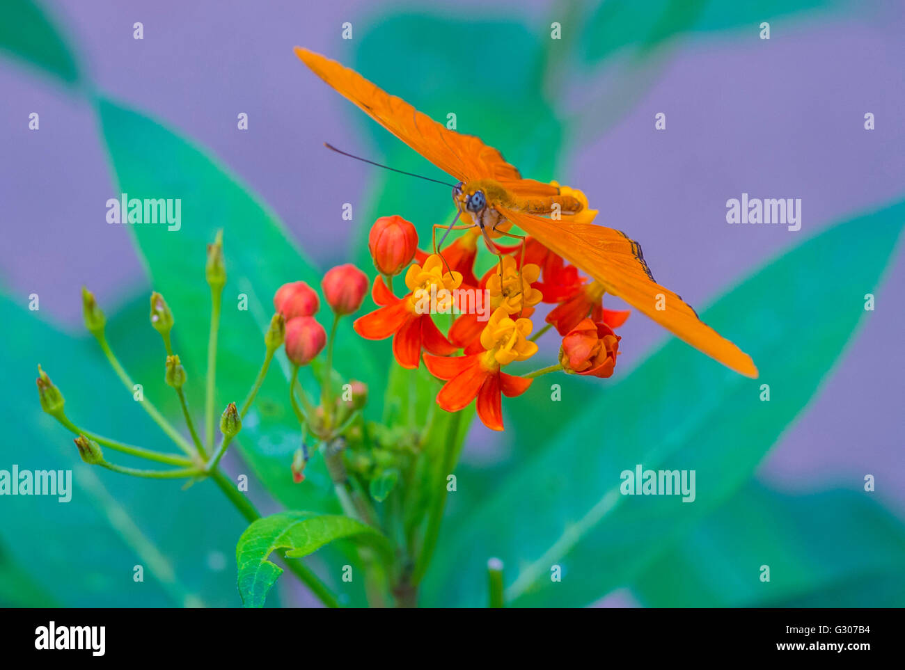 Costa rican moth hi-res stock photography and images - Alamy