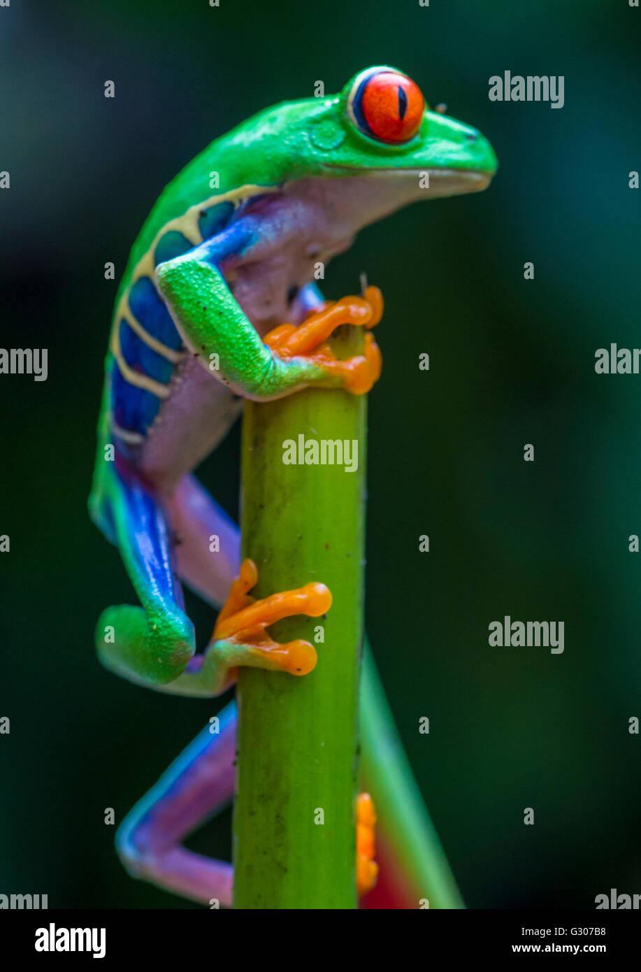 Red-Eyed Tree Frog in costa rican rain forest Stock Photo - Alamy