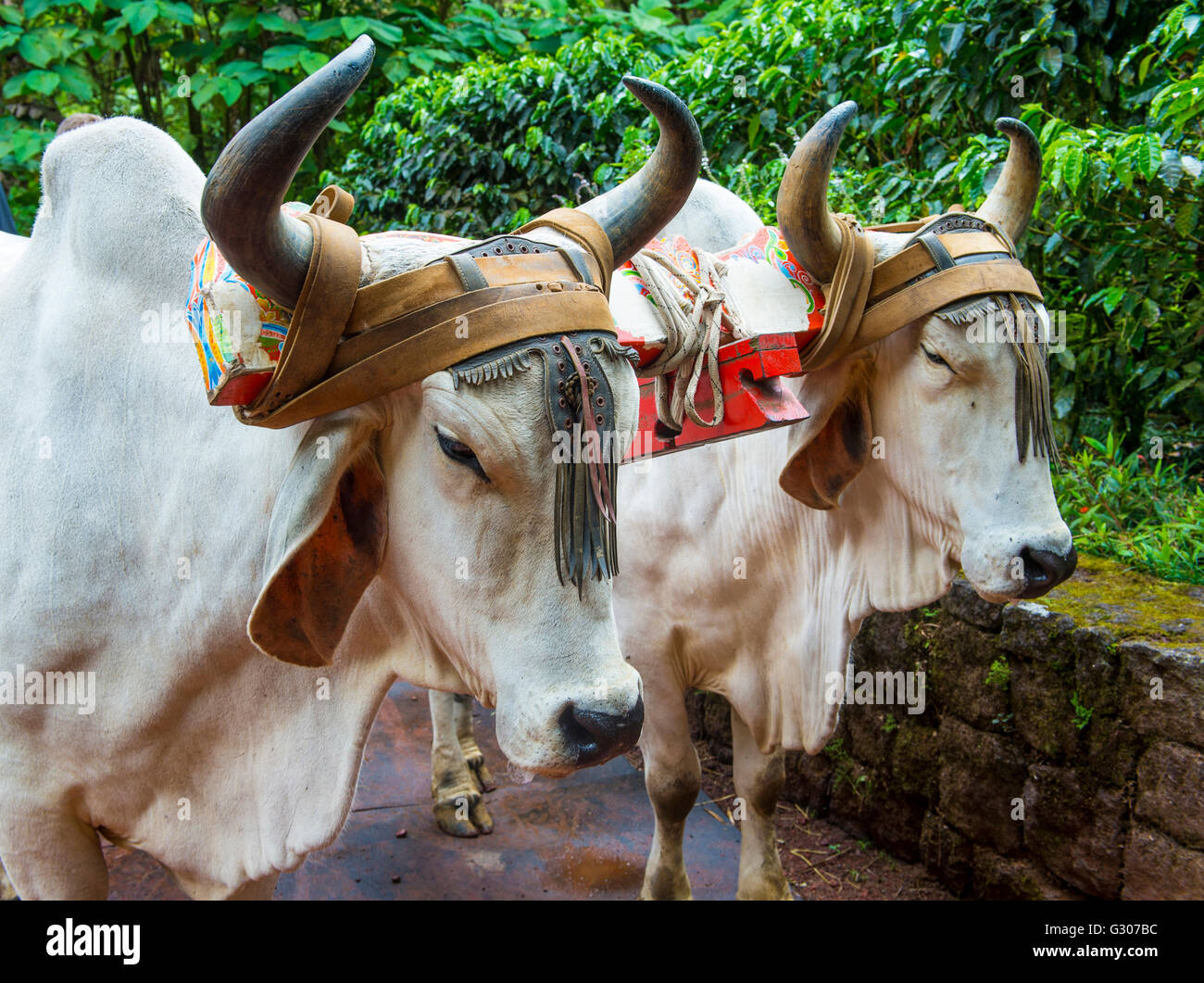 Costa Rican Ox towing a traditional coffee cart Stock Photo - Alamy