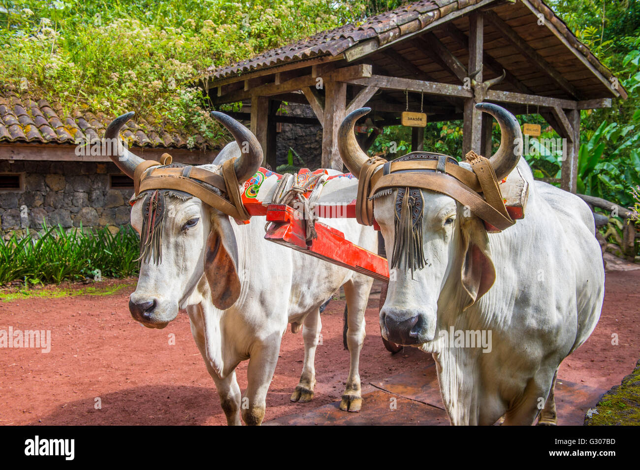 Costa rica ox cart hi-res stock photography and images - Alamy