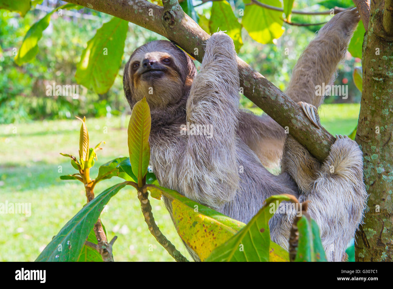 Sloth climbing a tree in Costa Rica rain forest Stock Photo - Alamy