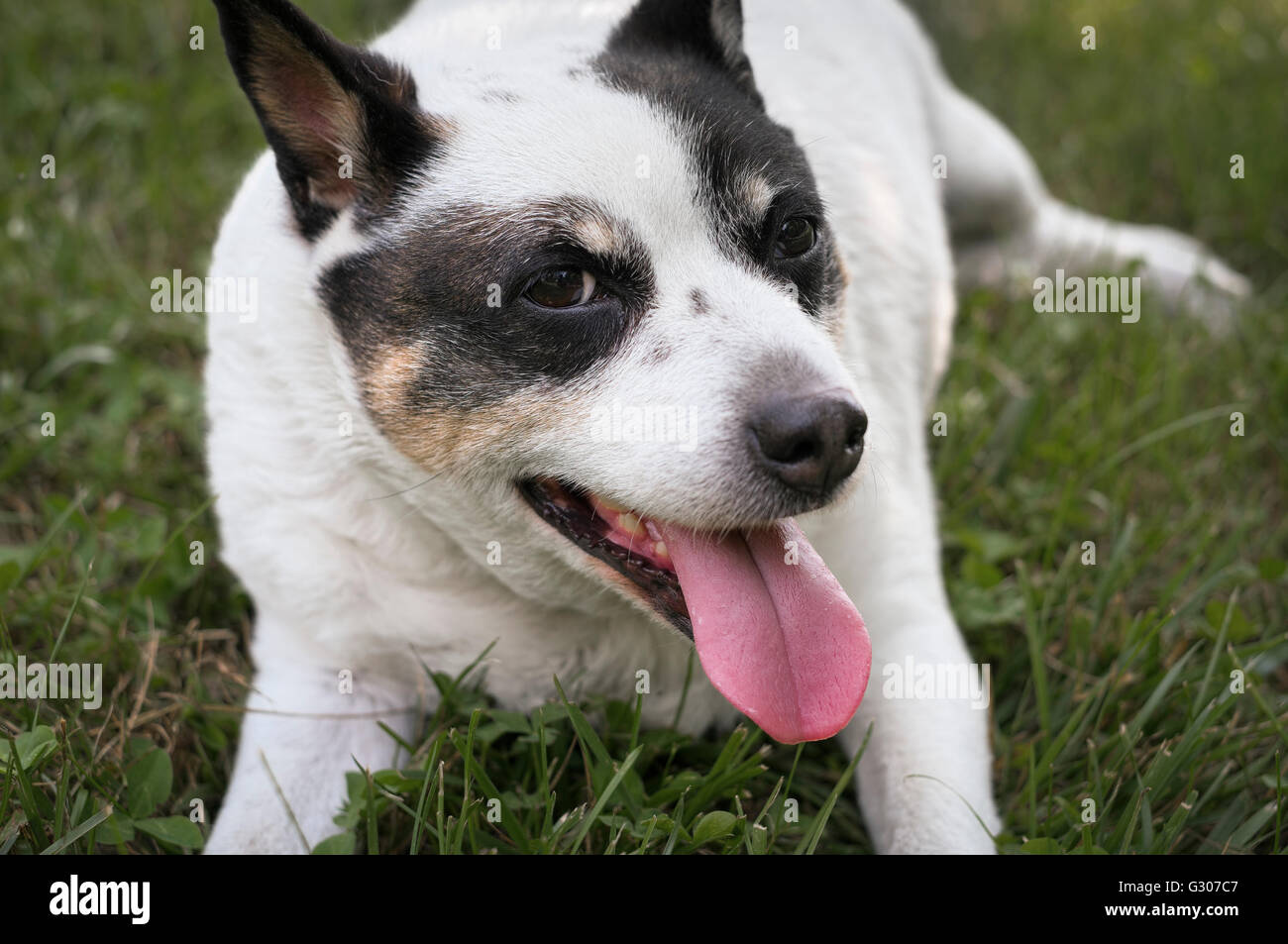 Rat Terrier dog in grass with tongue hanging out in hot summer weather ...
