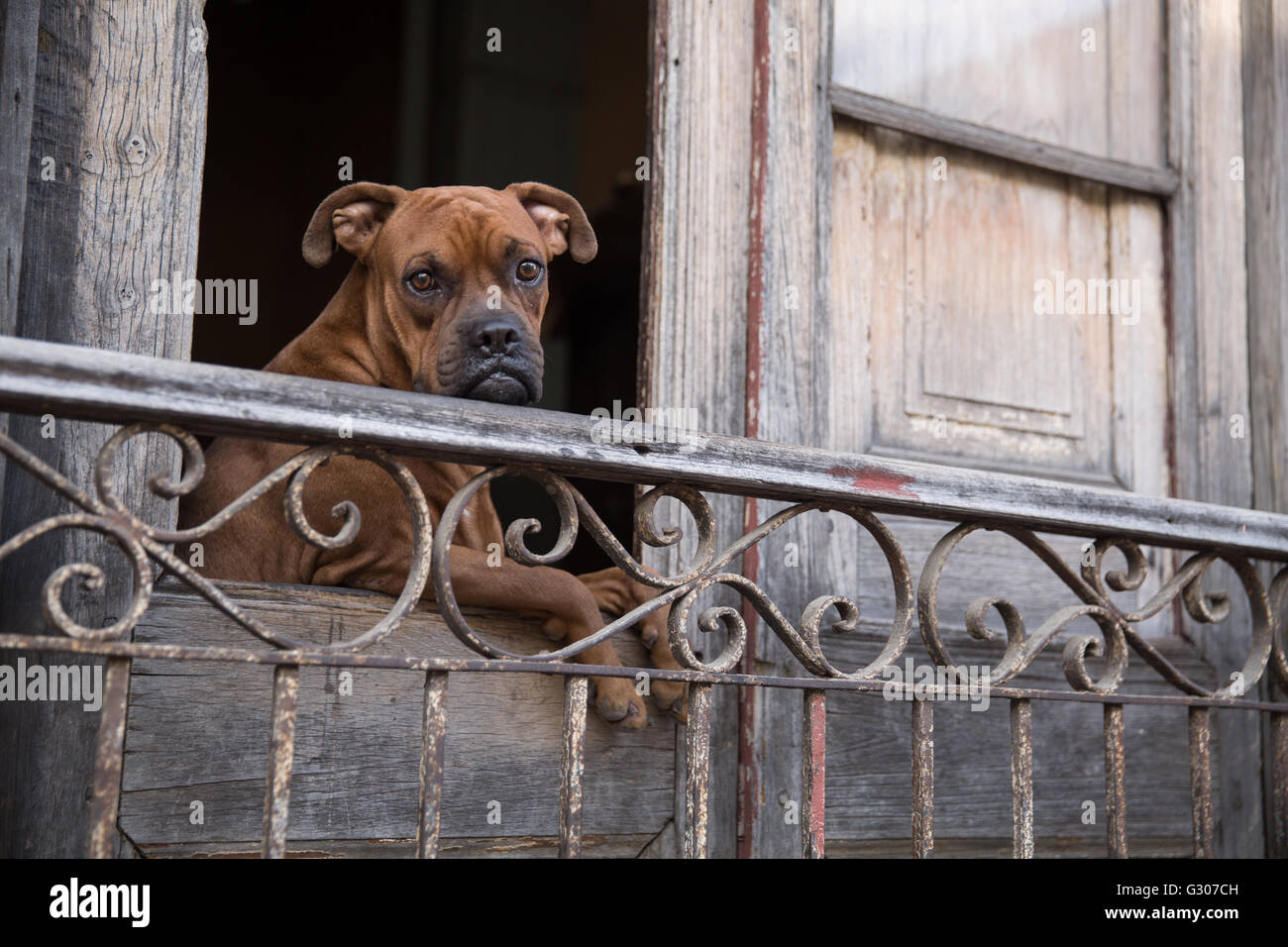 Boxer dog peering through window in Santiago de Cuba, Cuba Stock Photo ...