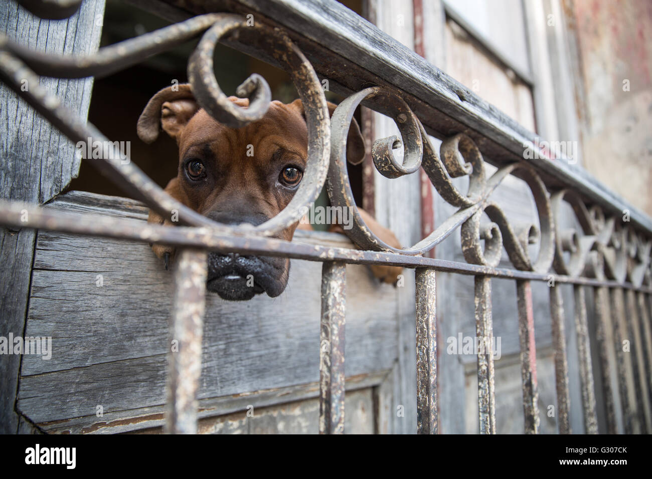 Dog peering in window hi-res stock photography and images - Alamy