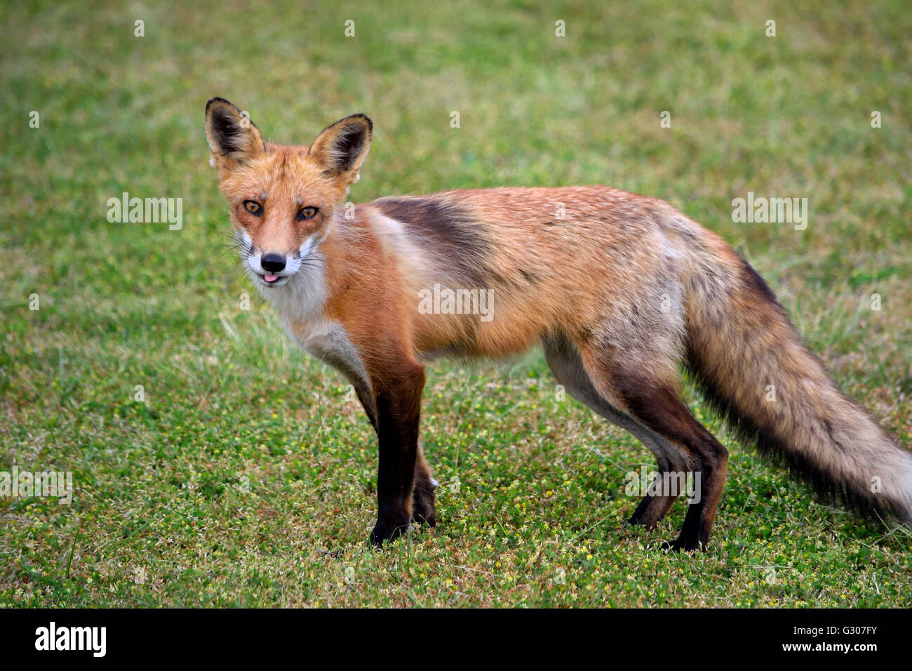 A Red Fox runs across the grass at Robert Moses State Park in New York ...