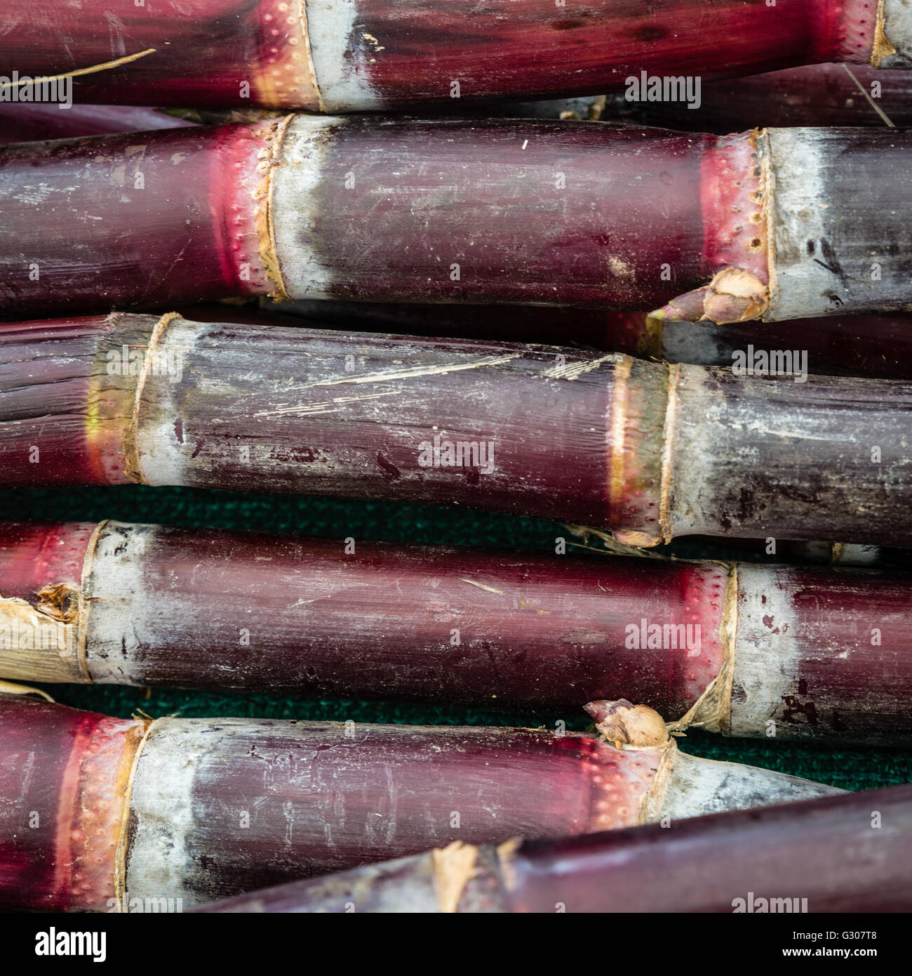 Pile sugar cane sugarcane saccharum hi-res stock photography and images ...