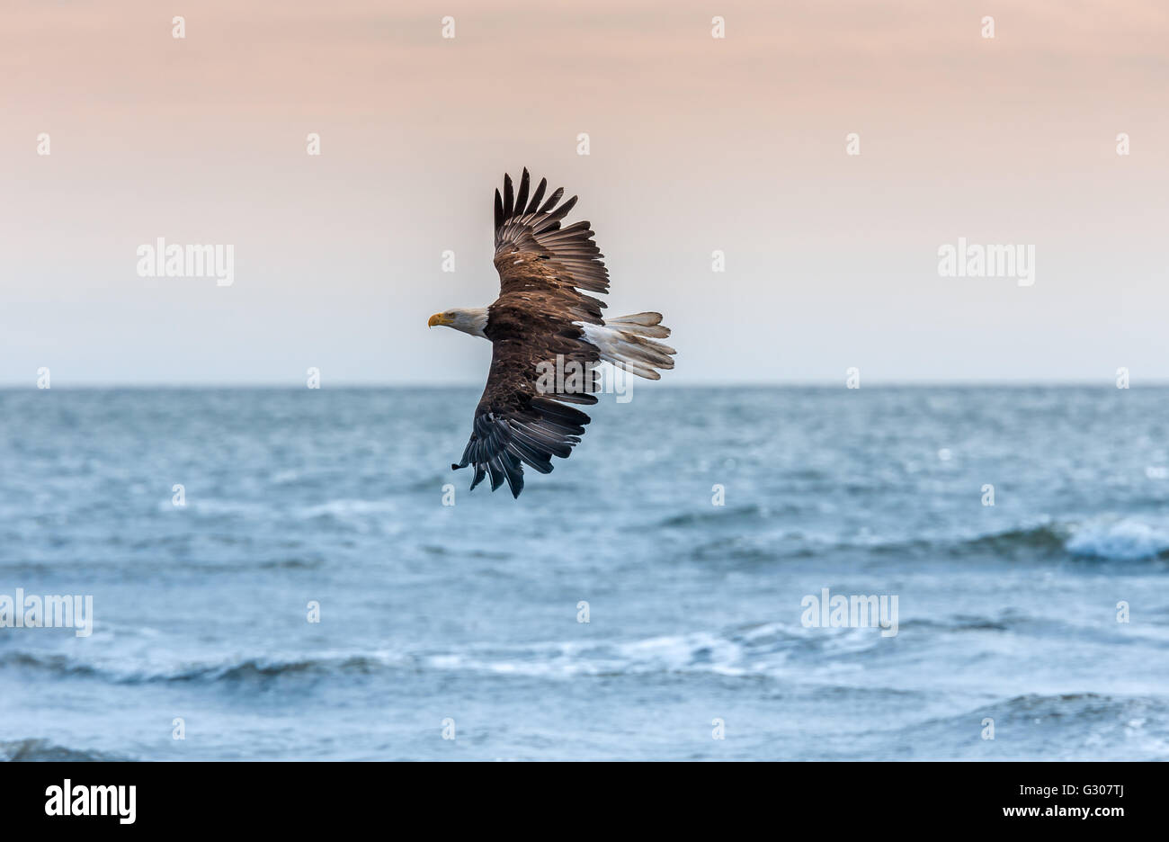 Eagle open wings fishing hi-res stock photography and images - Alamy