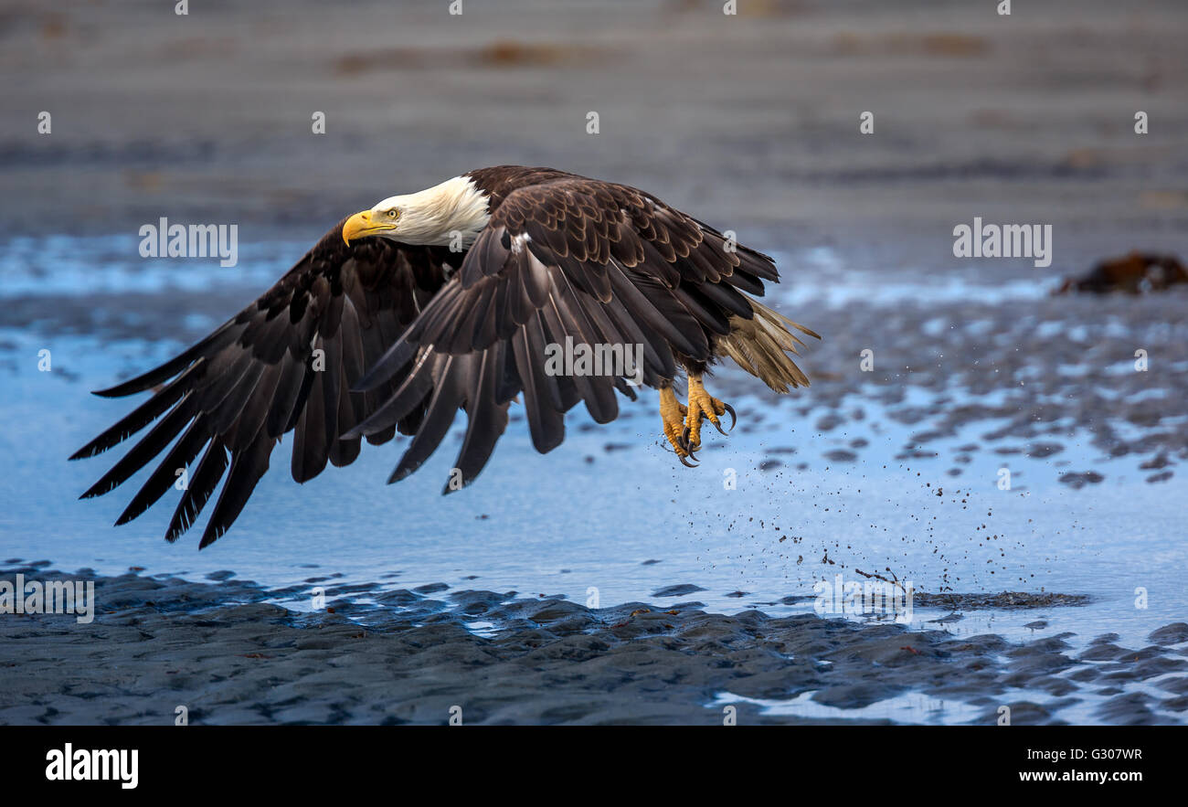 Spread Eagle Open Wings Fishing Stock Photo - Alamy