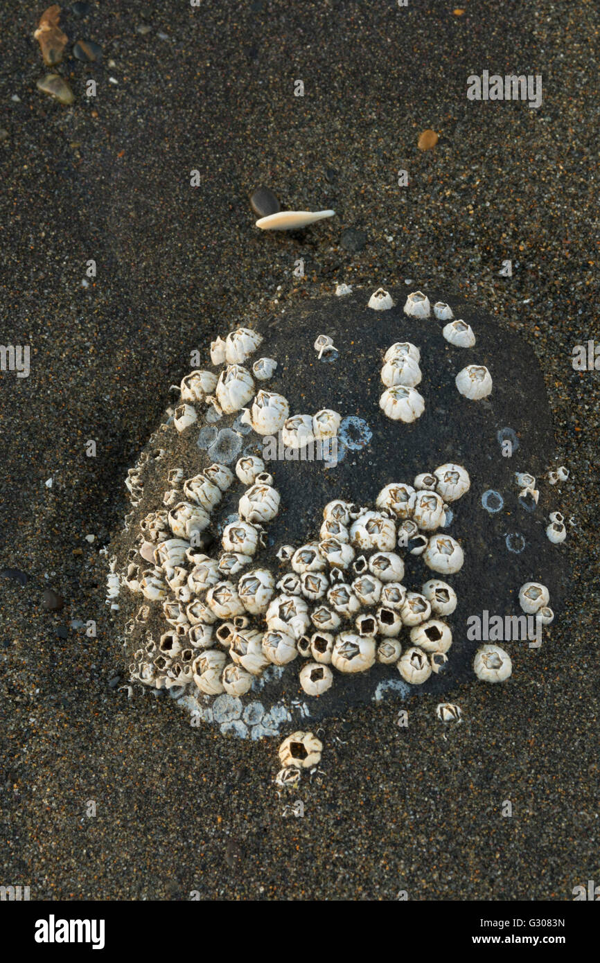 Barnacles Beach Stock Photos & Barnacles Beach Stock Images - Alamy