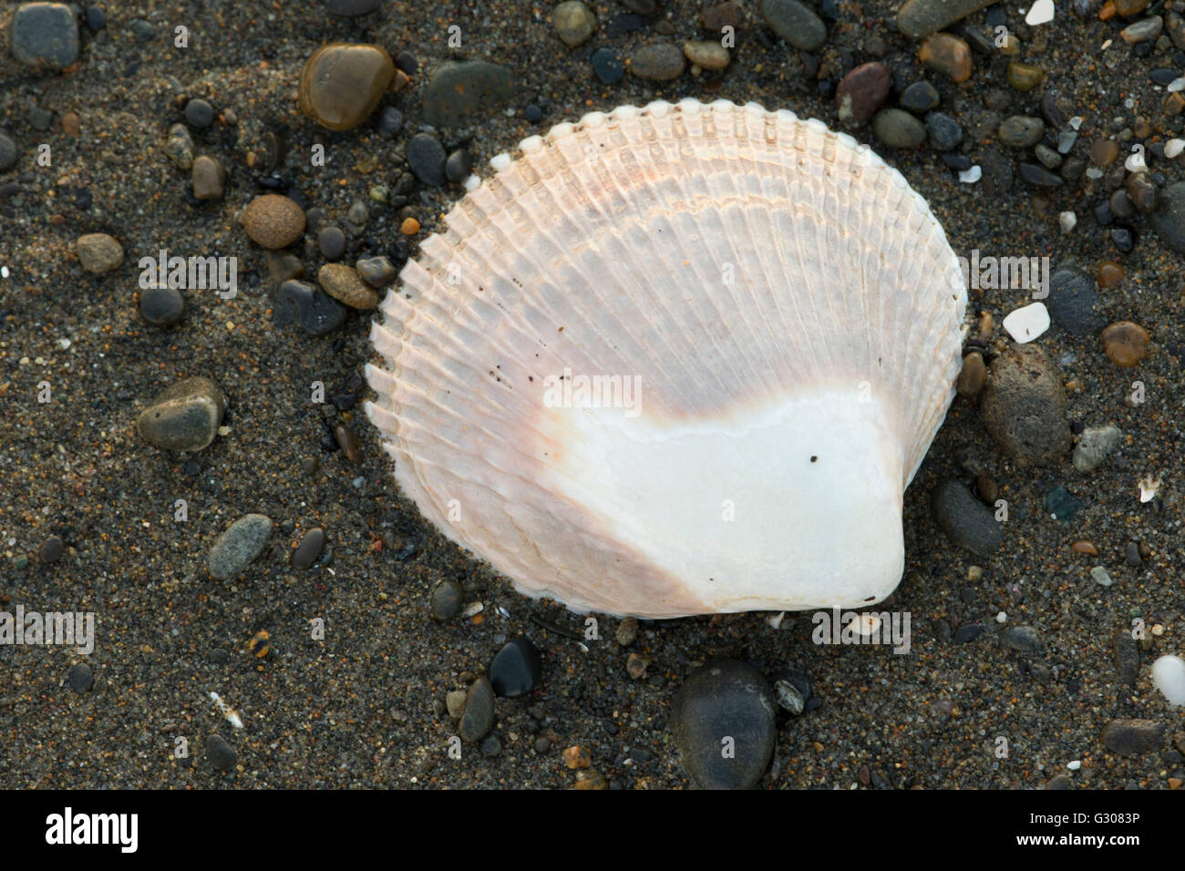 Shell on beach, Damon Point State Park, Washington Stock Photo - Alamy