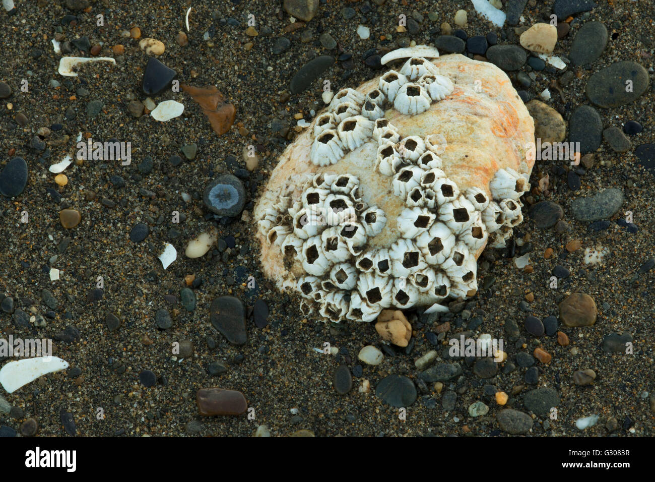 Shell with barnacles on beach, Damon Point State Park, Washington Stock ...