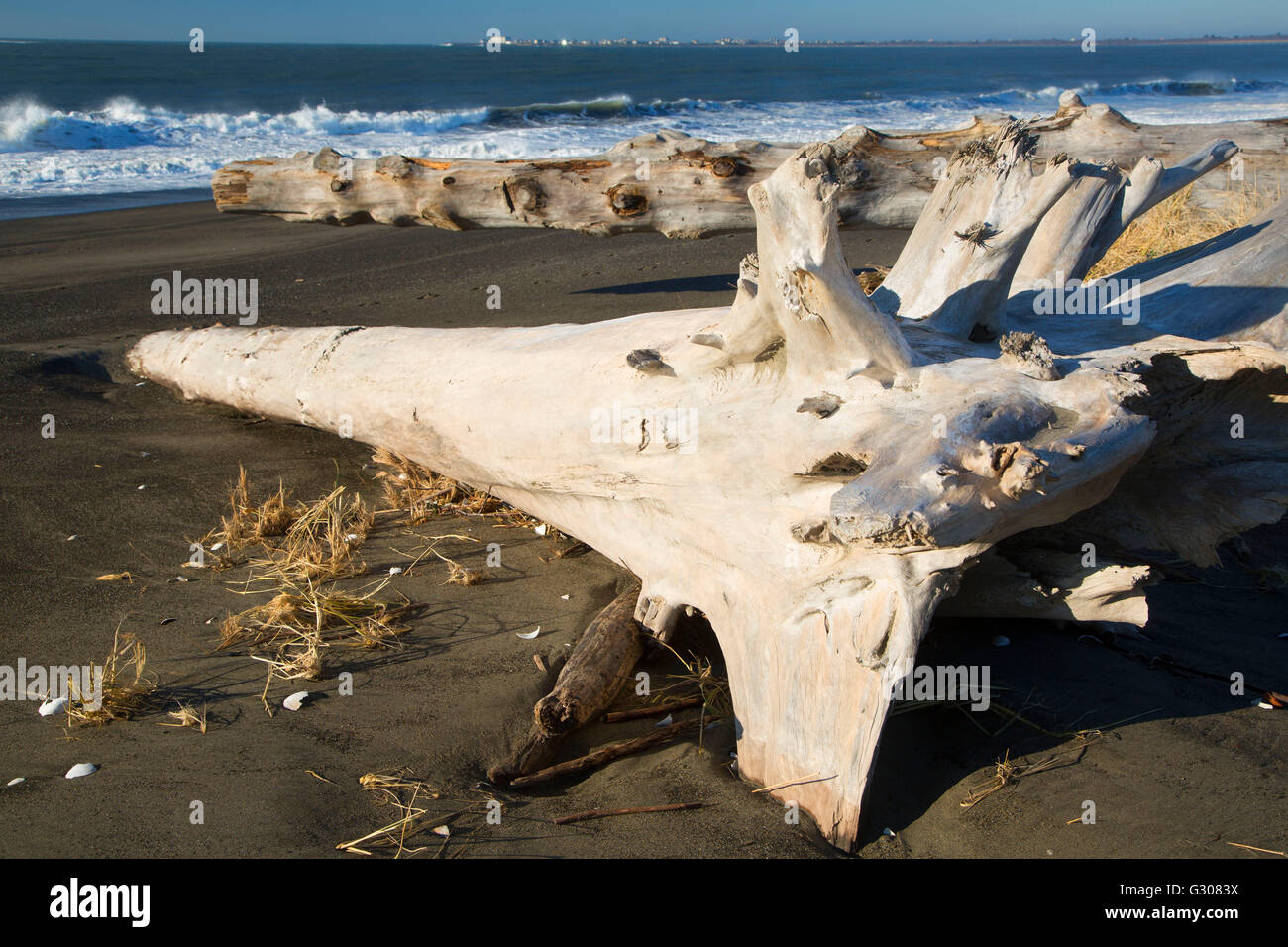 Log on beach, Damon Point State Park, Washington Stock Photo - Alamy