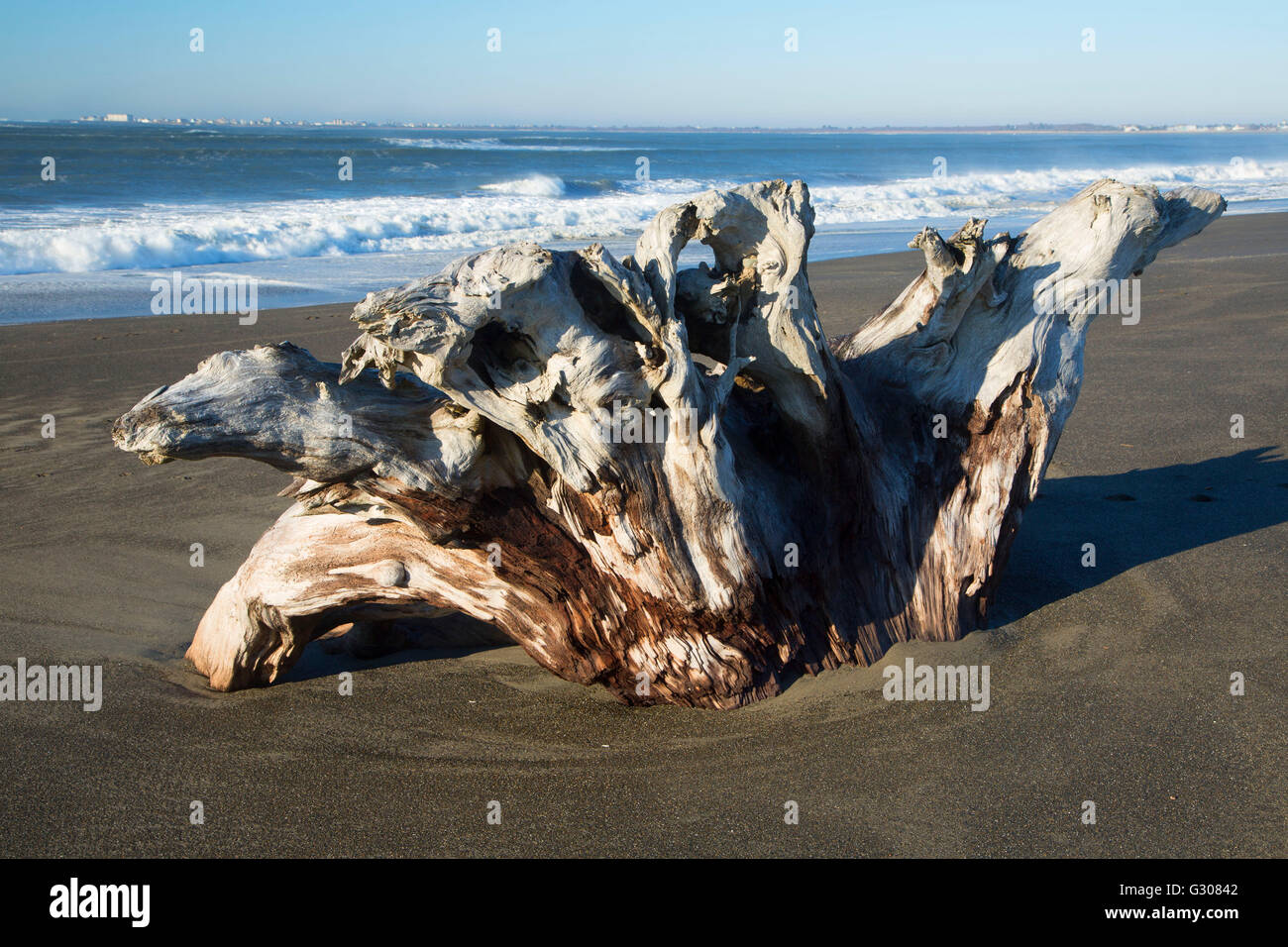 Log on beach, Damon Point State Park, Washington Stock Photo - Alamy