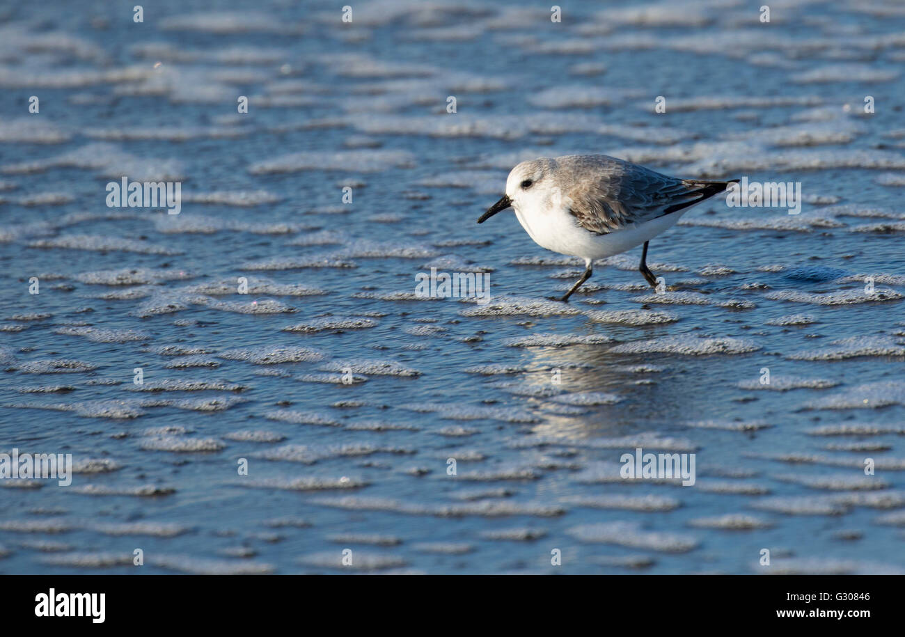 Shorebird, Damon Point State Park, Washington Stock Photo - Alamy