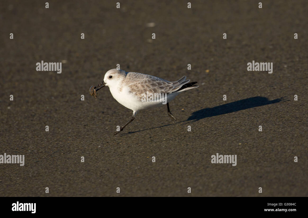 Shorebird, Damon Point State Park, Washington Stock Photo - Alamy
