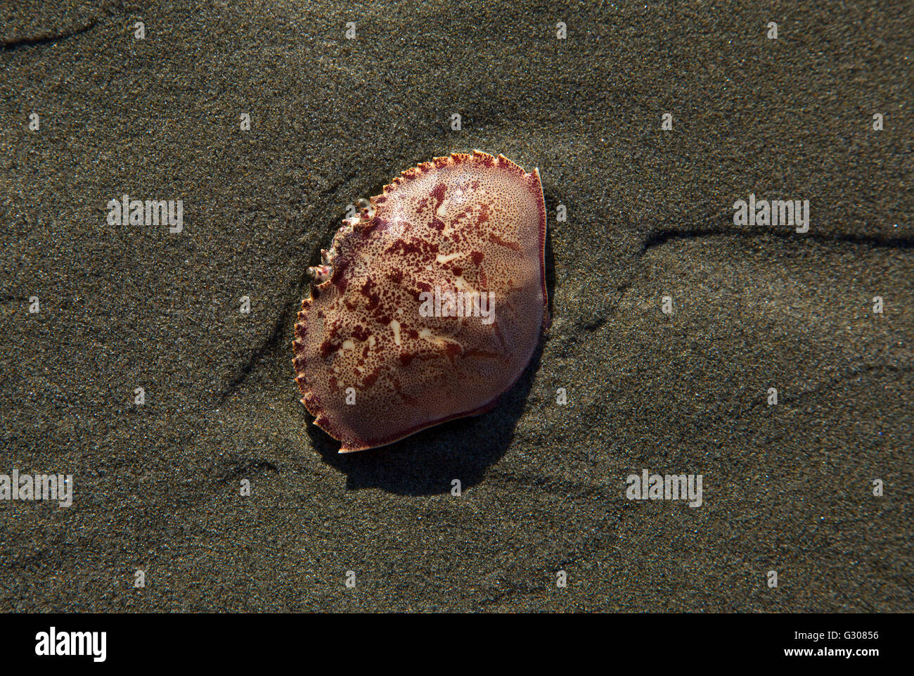 Crab shell on beach at kalaloch hi-res stock photography and images - Alamy