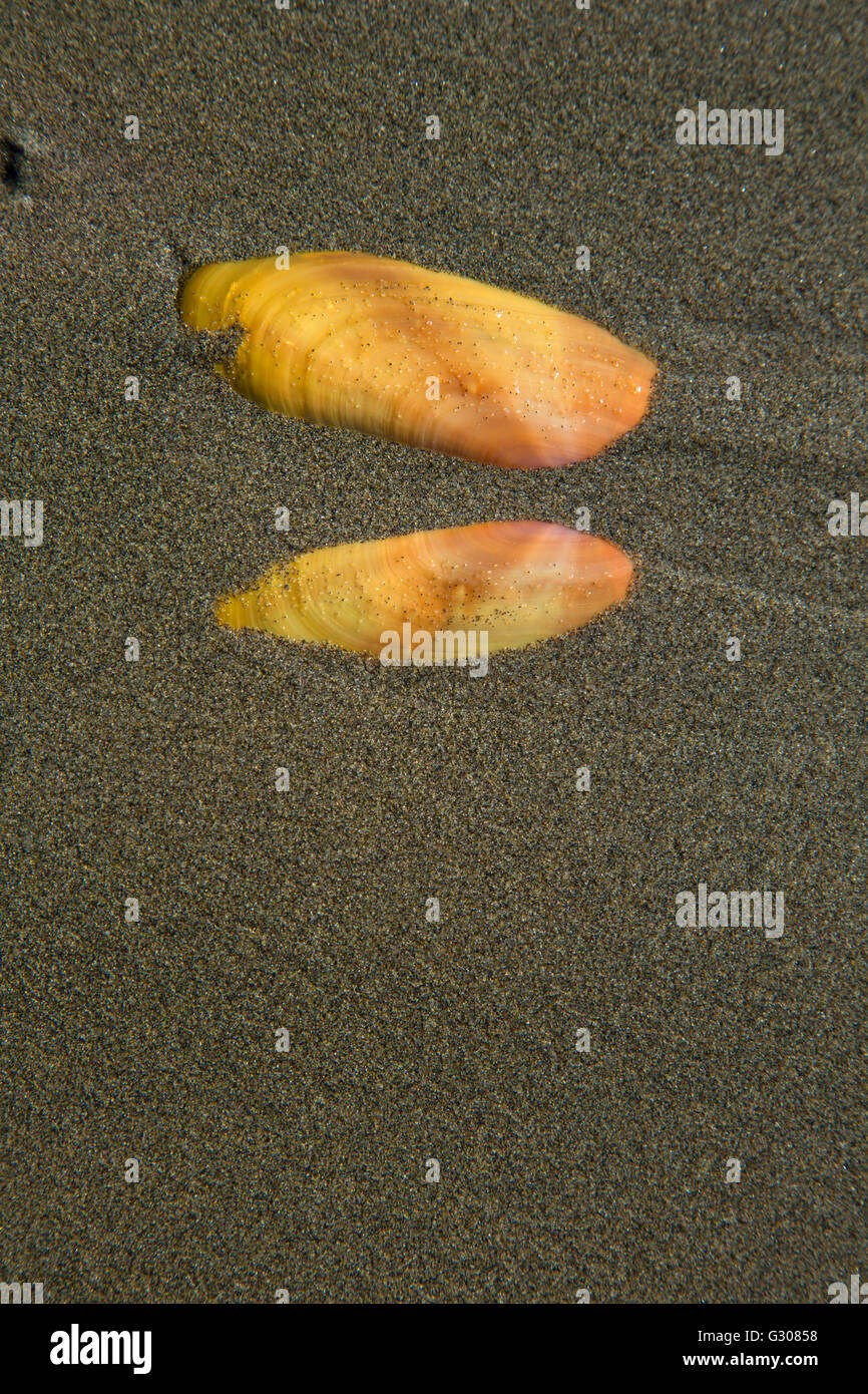 Razor clam shells hi-res stock photography and images - Alamy