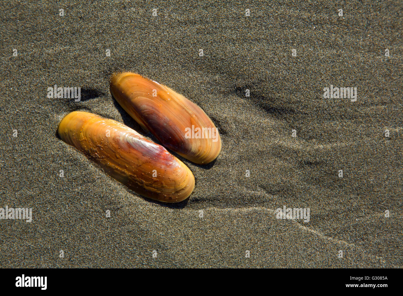 Razor clam shells on beach hi-res stock photography and images - Alamy