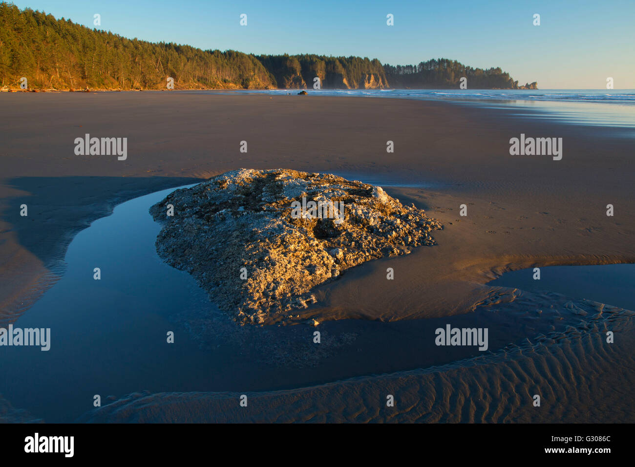 Second Beach, Olympic National Park, Washington Stock Photo - Alamy