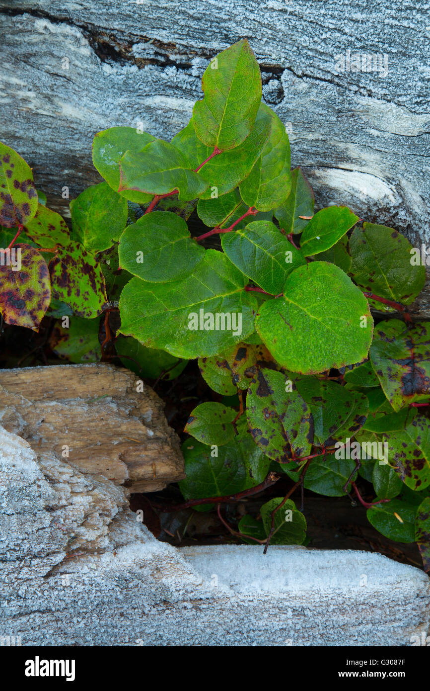 Salal with frost at Ruby Beach, Olympic National Park, Washington Stock ...