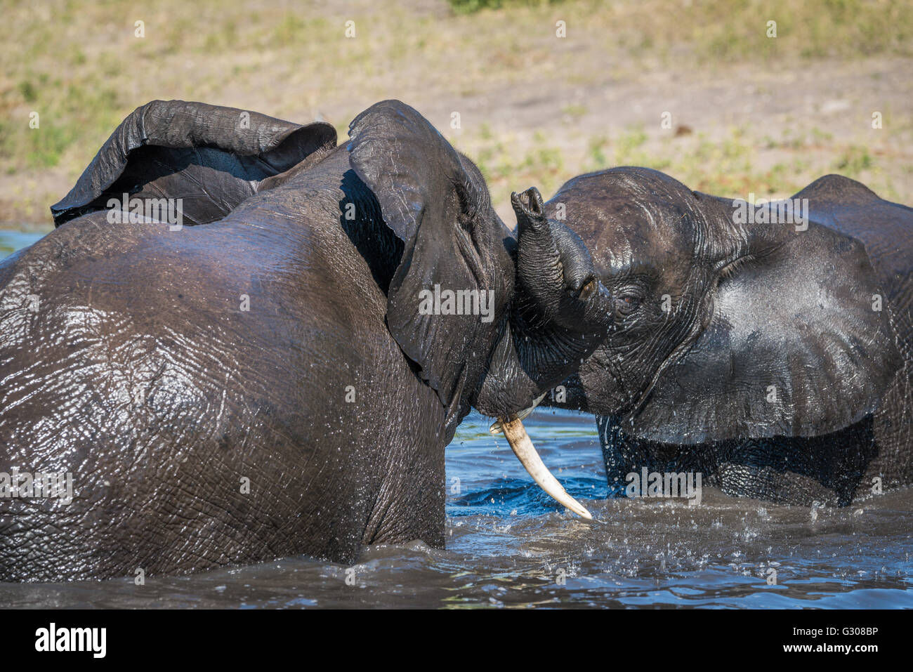 Close-up of elephants play fighting in spray Stock Photo - Alamy