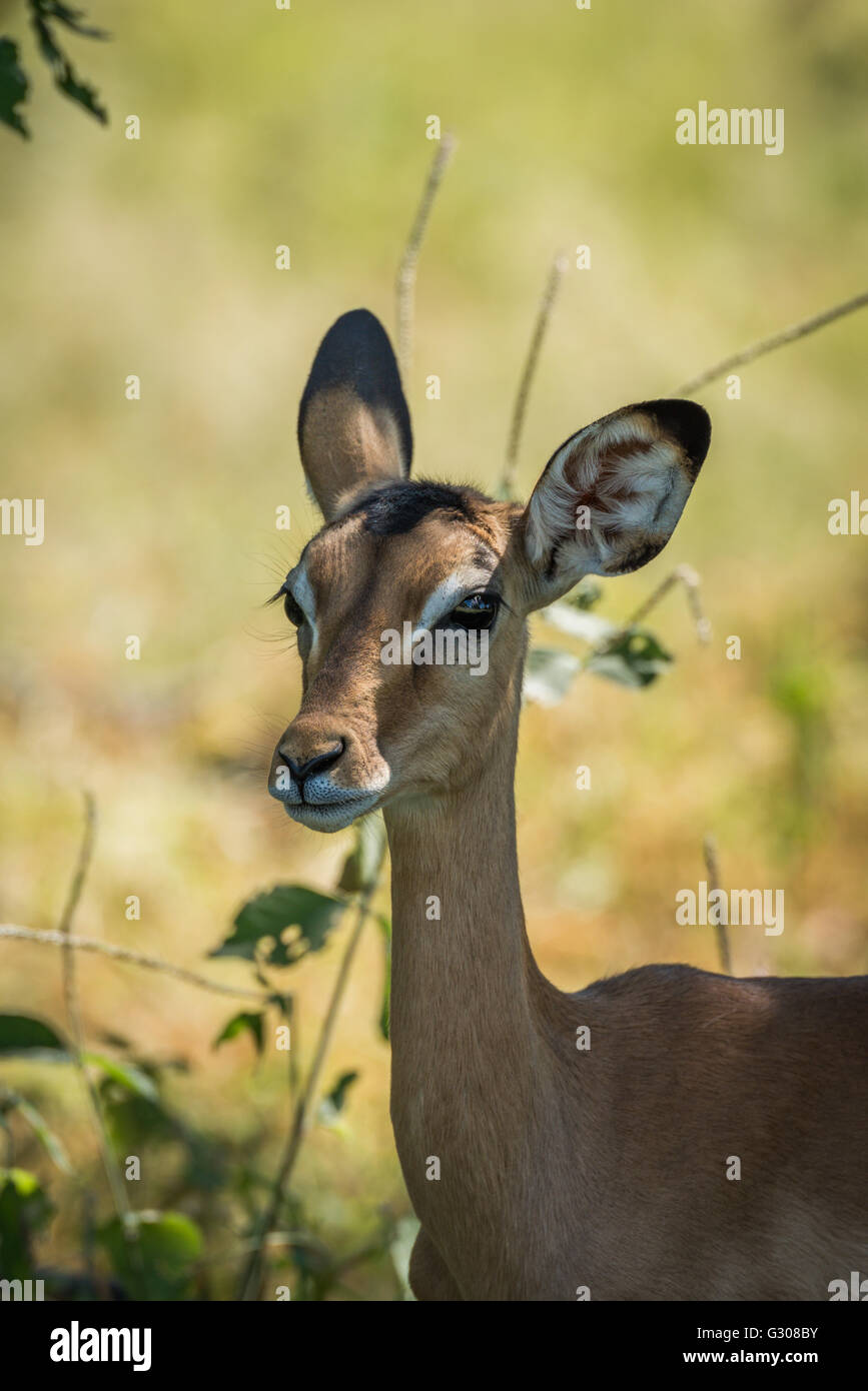 Close-up of female impala in dappled sunlight Stock Photo - Alamy