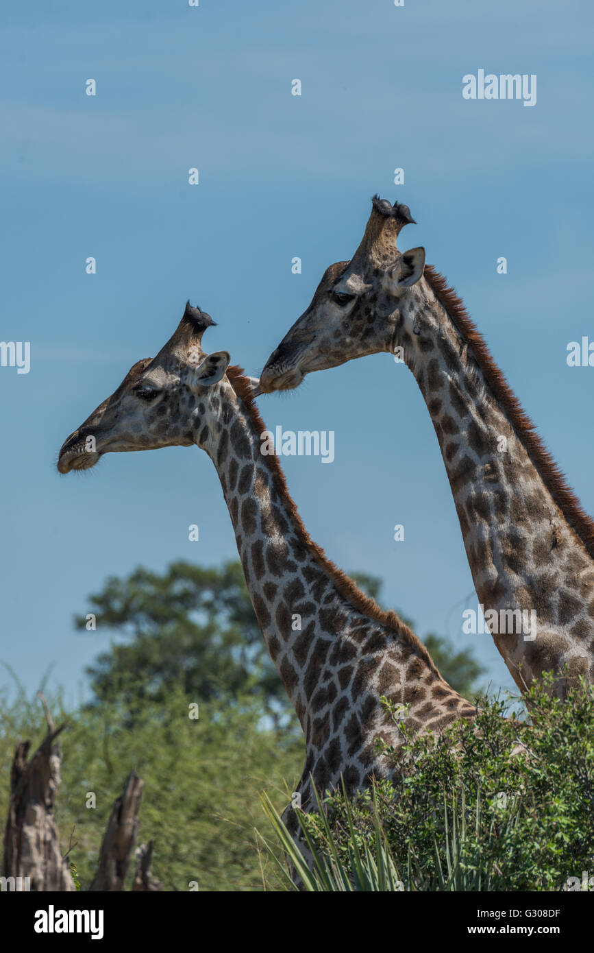 Close-up of two giraffe side-by-side above trees Stock Photo - Alamy