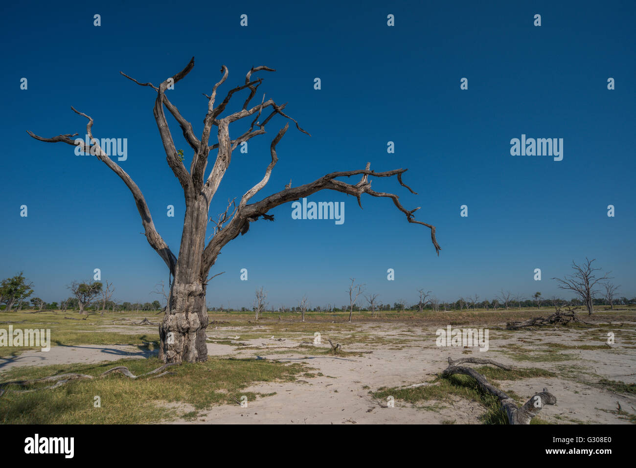 Dead tree island botswana hi-res stock photography and images - Alamy