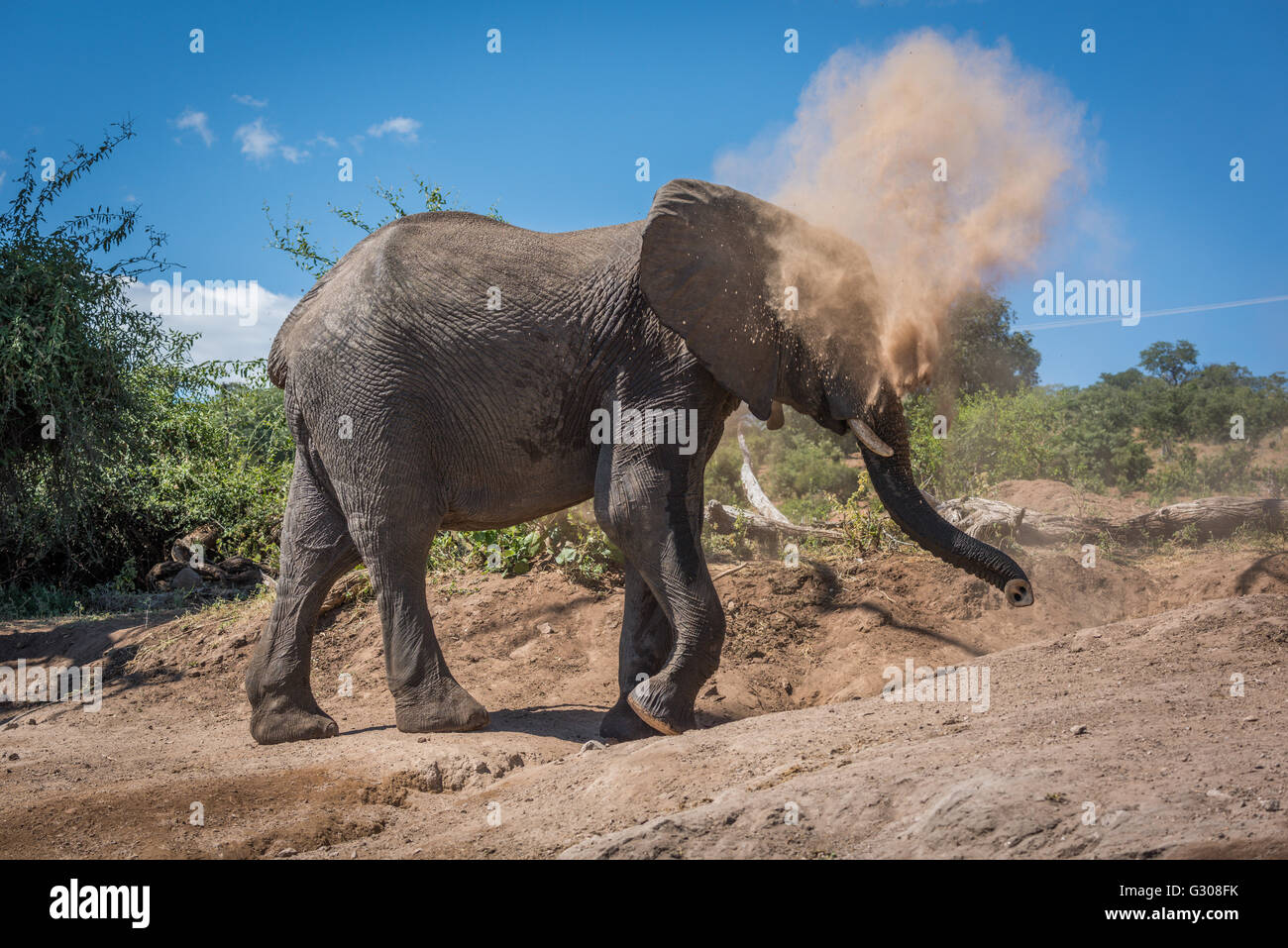 Elephant on hillside hi-res stock photography and images - Alamy