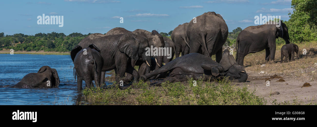 Elephant lying down hi-res stock photography and images - Alamy