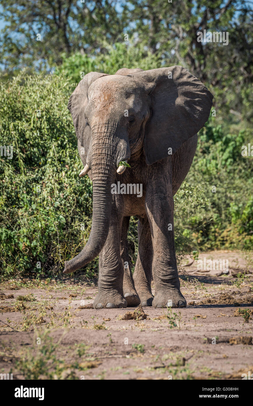 Elephant standing with leaves stuck in tusk Stock Photo - Alamy