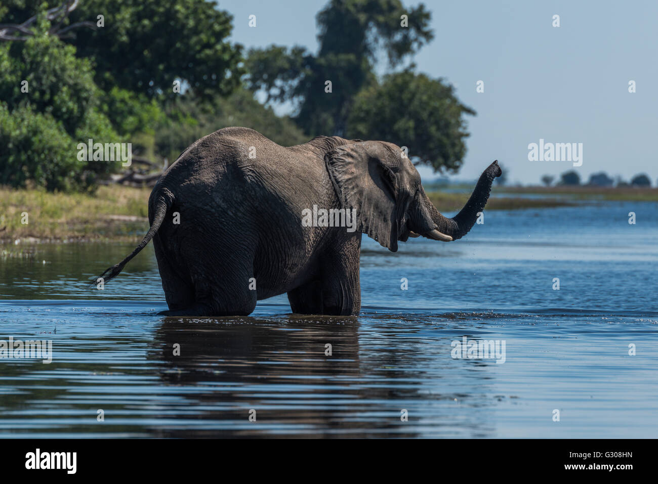 Elephant stands in shallow river raising trunk Stock Photo - Alamy