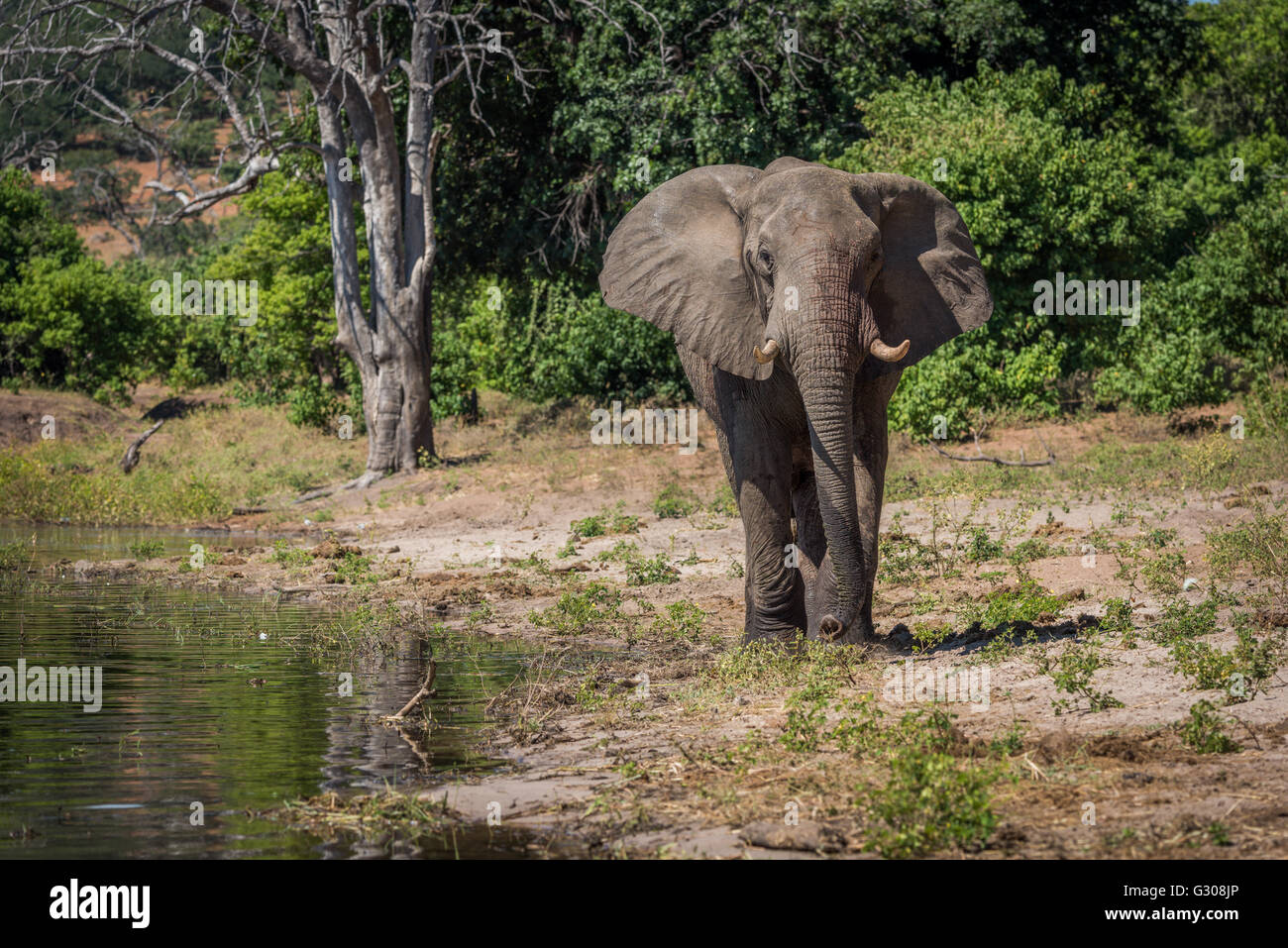 Elephant walking along wooded shoreline in sunshine Stock Photo - Alamy