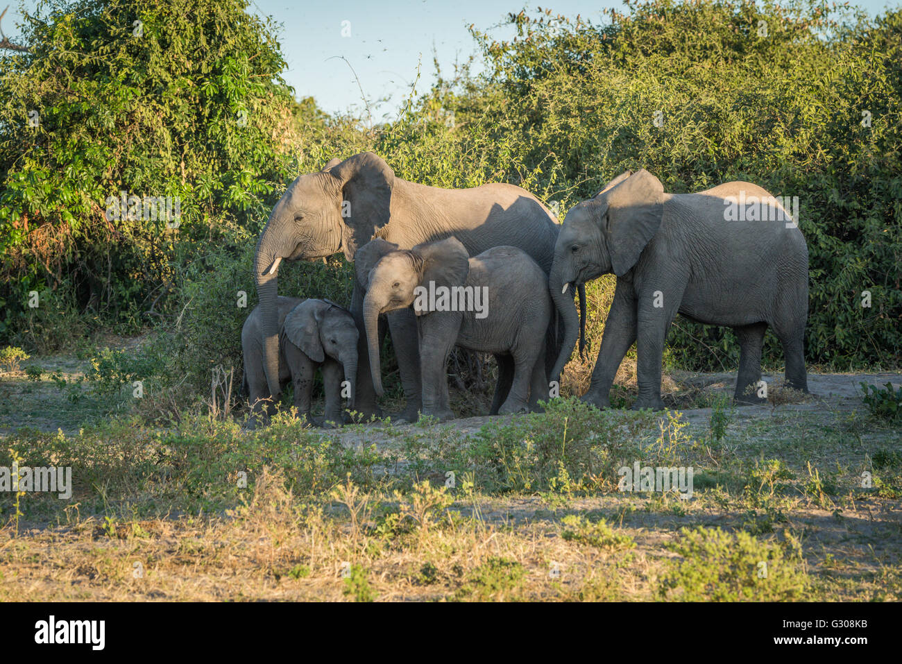 Family of elephants facing camera beside bushes Stock Photo - Alamy