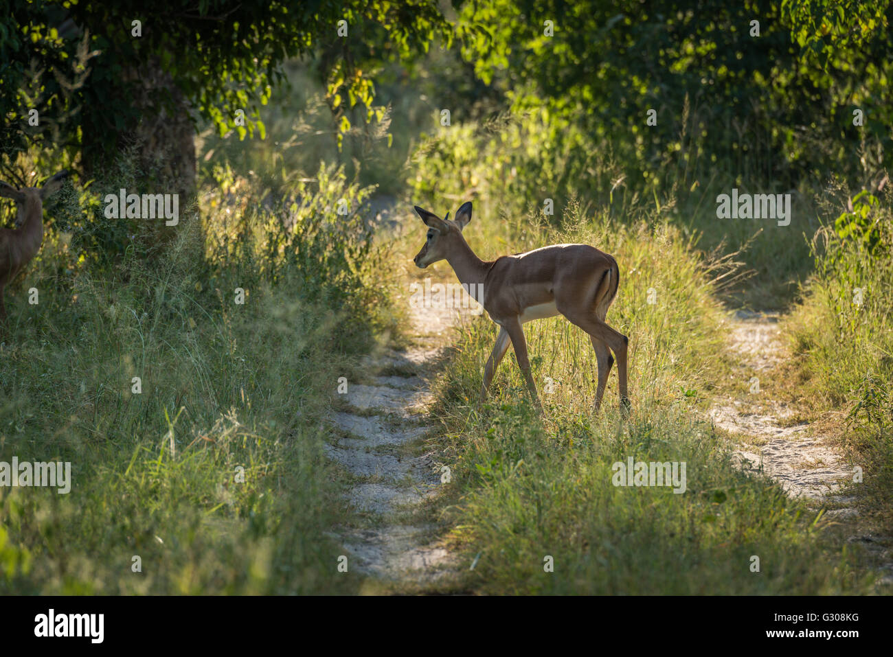 Female impala crossing track in dappled sunlight Stock Photo - Alamy
