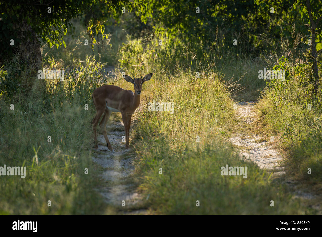 Female impala on track in dappled sunlight Stock Photo - Alamy