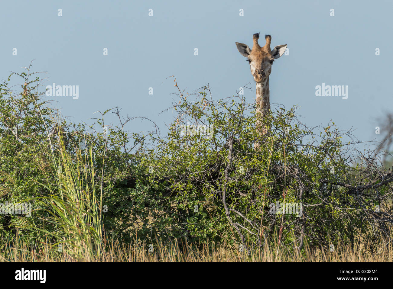 Peeping over bush hi-res stock photography and images - Alamy